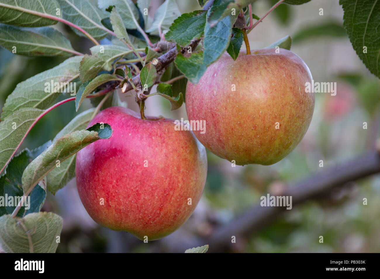 Bunch of delicious ripe red apples hanging from a tree branch in an ...
