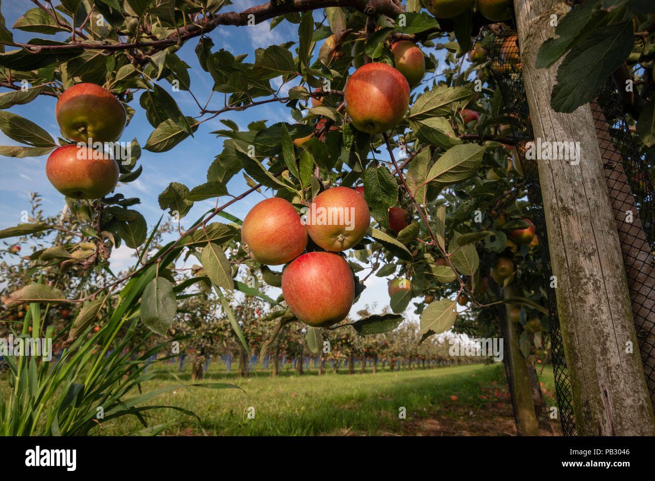 Bunch of delicious ripe red apples hanging from a tree branch in an ...
