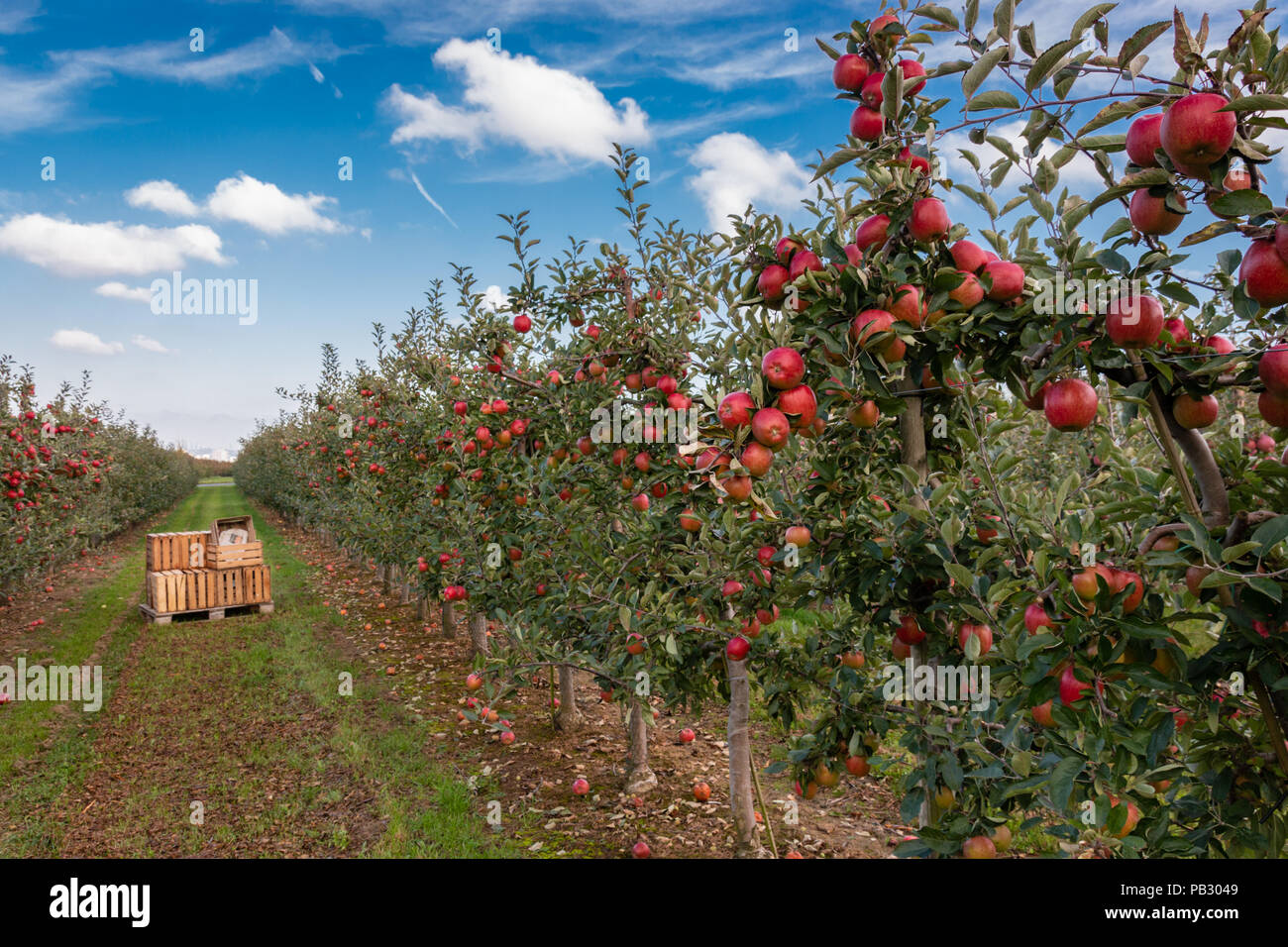 Apple trees in an orchard with ripe apples ready for harvest Stock ...