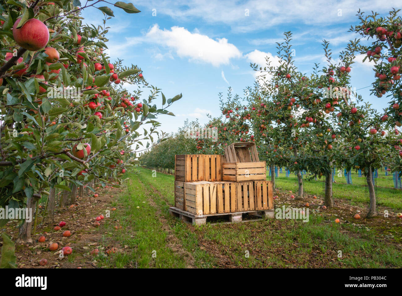 Crates in orchard full of apple trees with ripe apples ready for ...