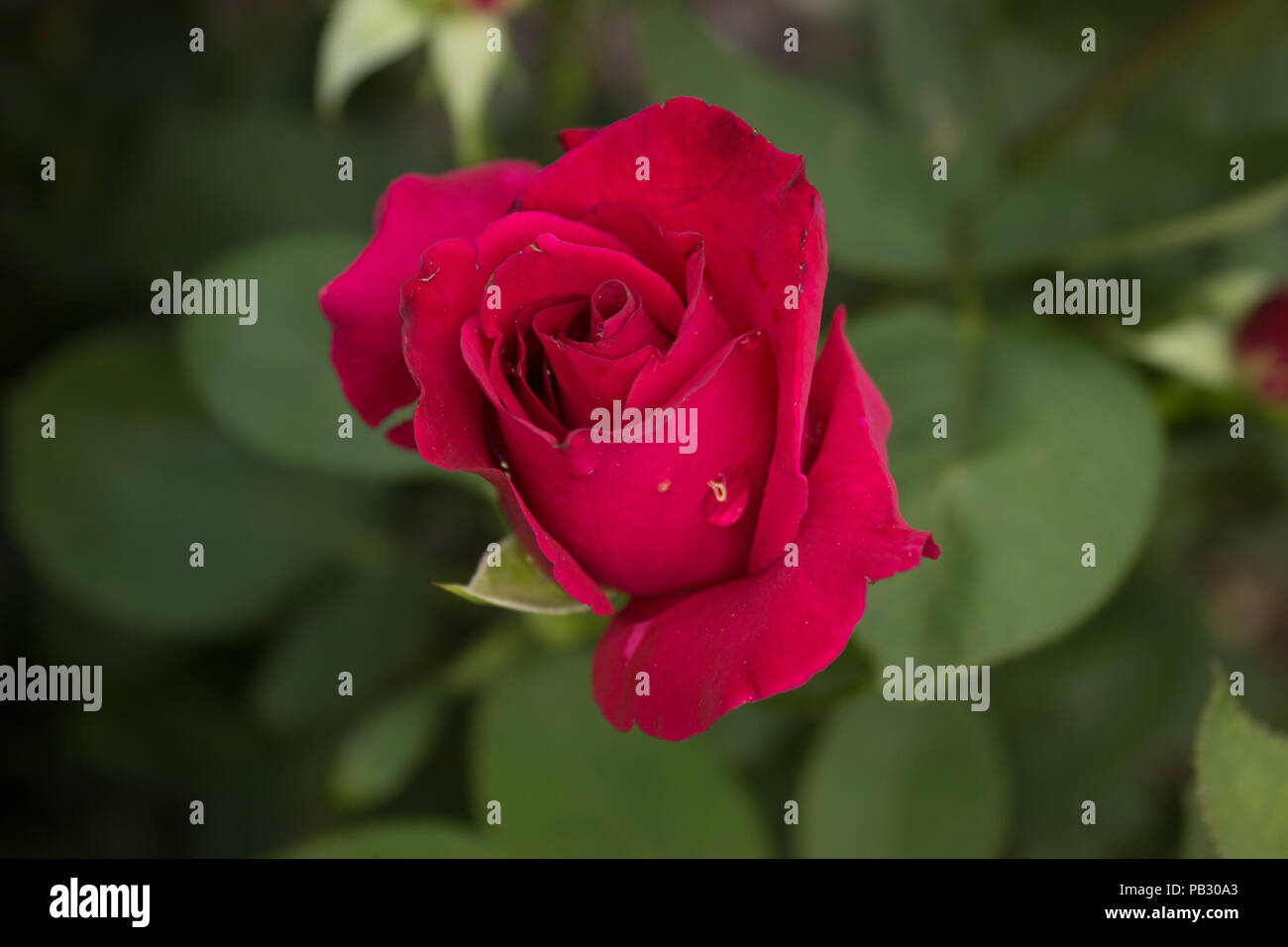 Red rose in the garden and leaves Stock Photo - Alamy