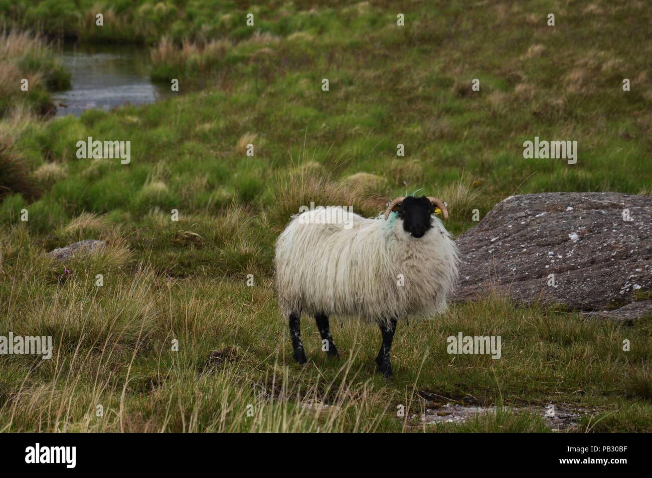 Black face sheep posing hi-res stock photography and images - Alamy