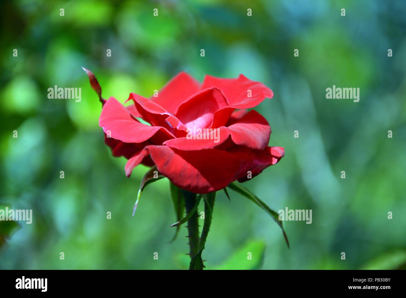 Blood red rose hi-res stock photography and images - Alamy