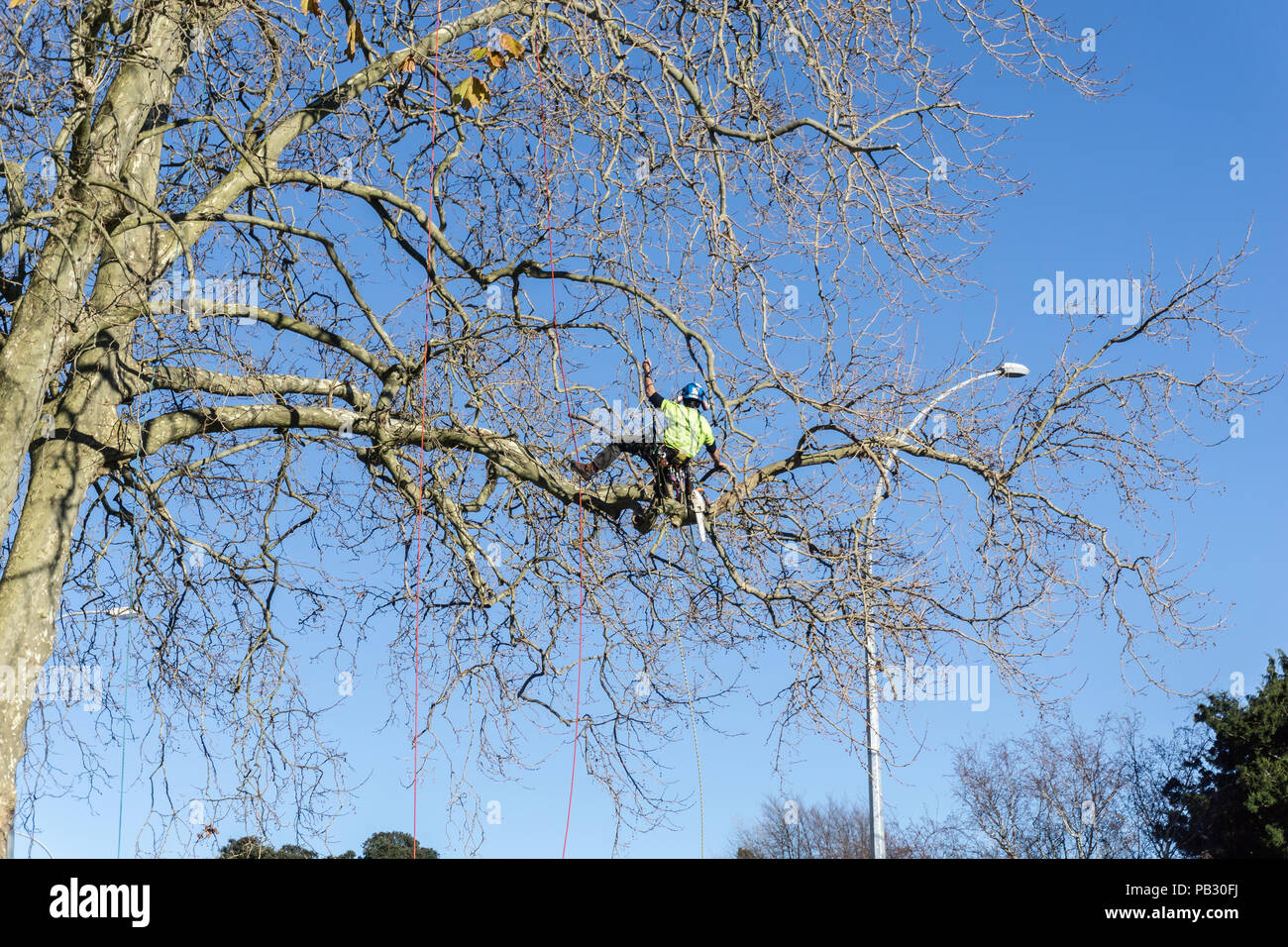 TAURANGA NEW ZEALAND - 2 JULY 2018; Arborist hanging by safety rope ...