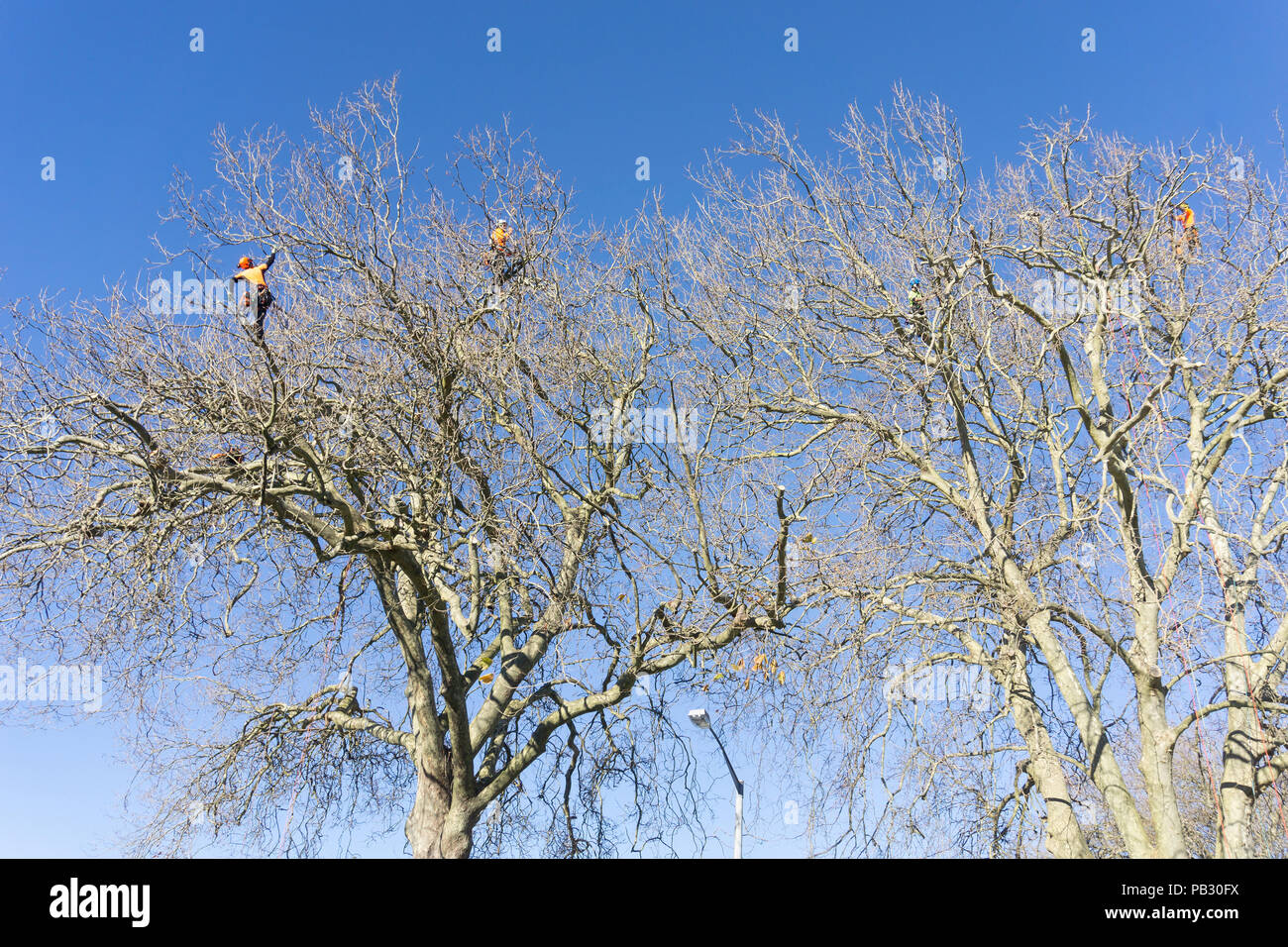 TAURANGA, NEW ZEALAND - 2 JULY 2018; Three arborist high in leafless ...