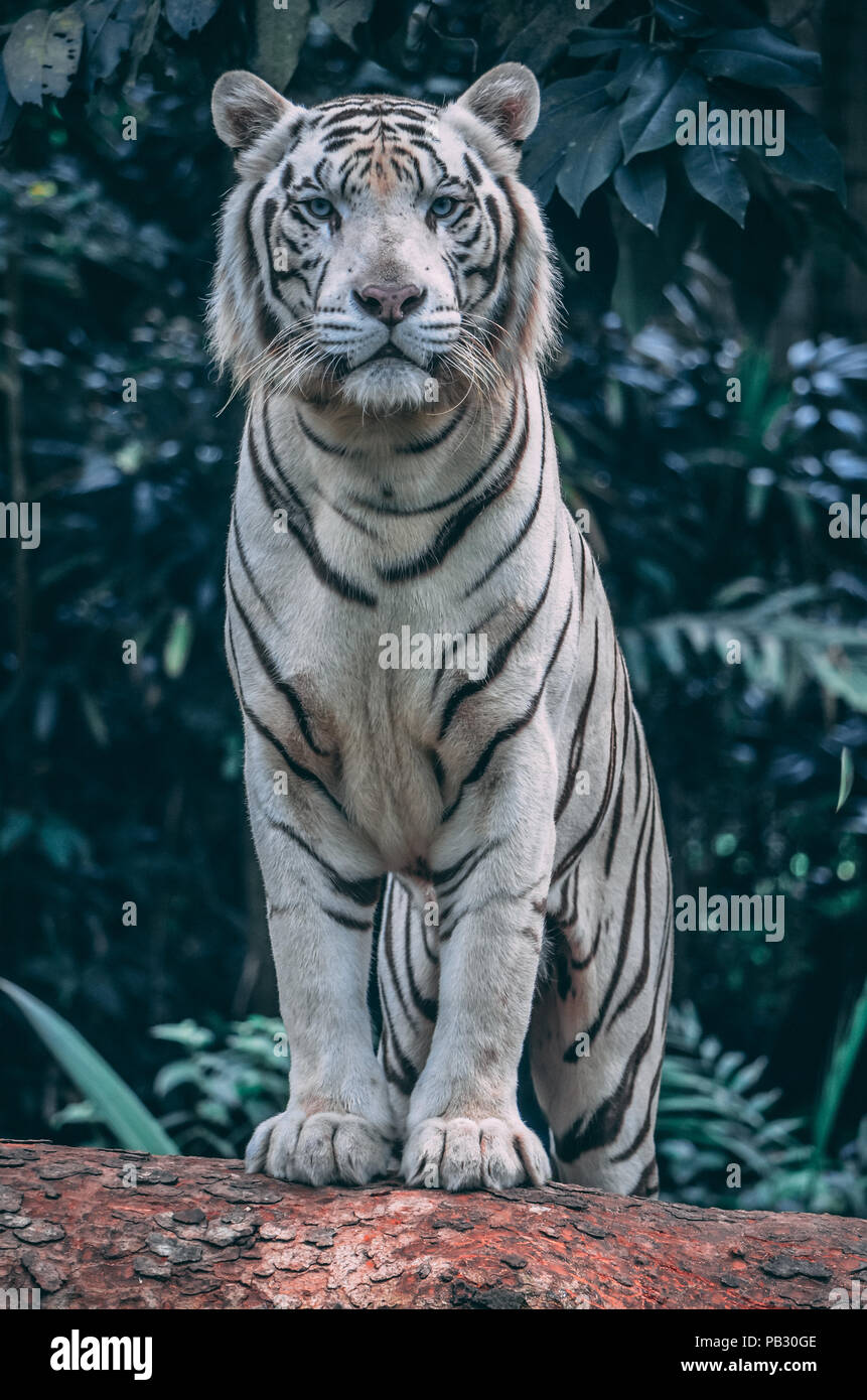 Singapore Zoo Tiger Animal Wildlife High Resolution Stock Photography ...