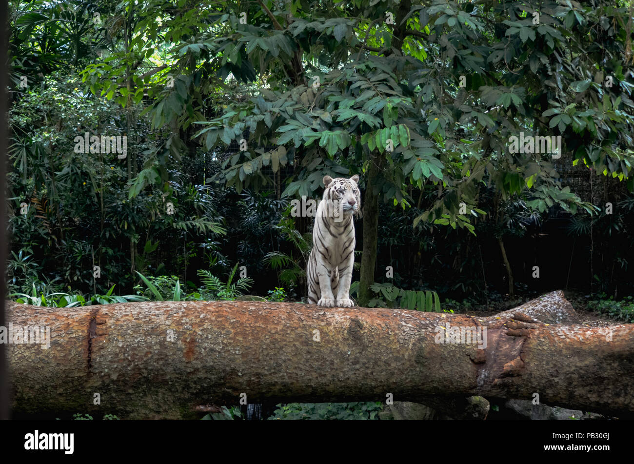 Omar the White Tiger, Singapore Zoo Stock Photo - Alamy