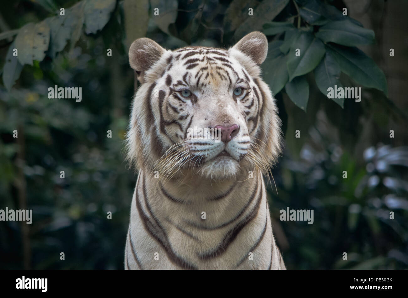 Omar the White Tiger, Singapore Zoo Stock Photo - Alamy