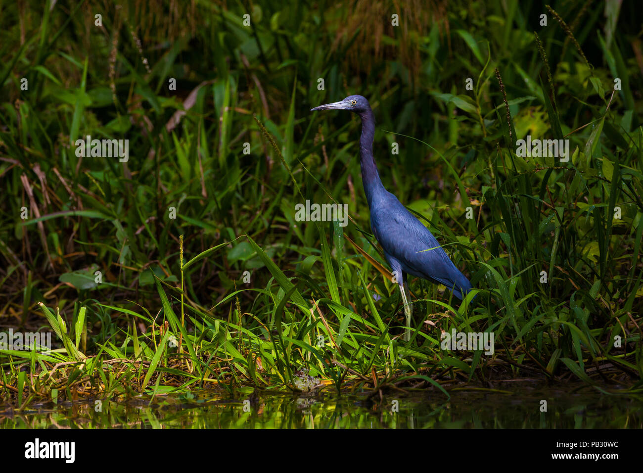 Little Blue Heron, Egretta caeruela, at the lakeshore of Gatun lake ...