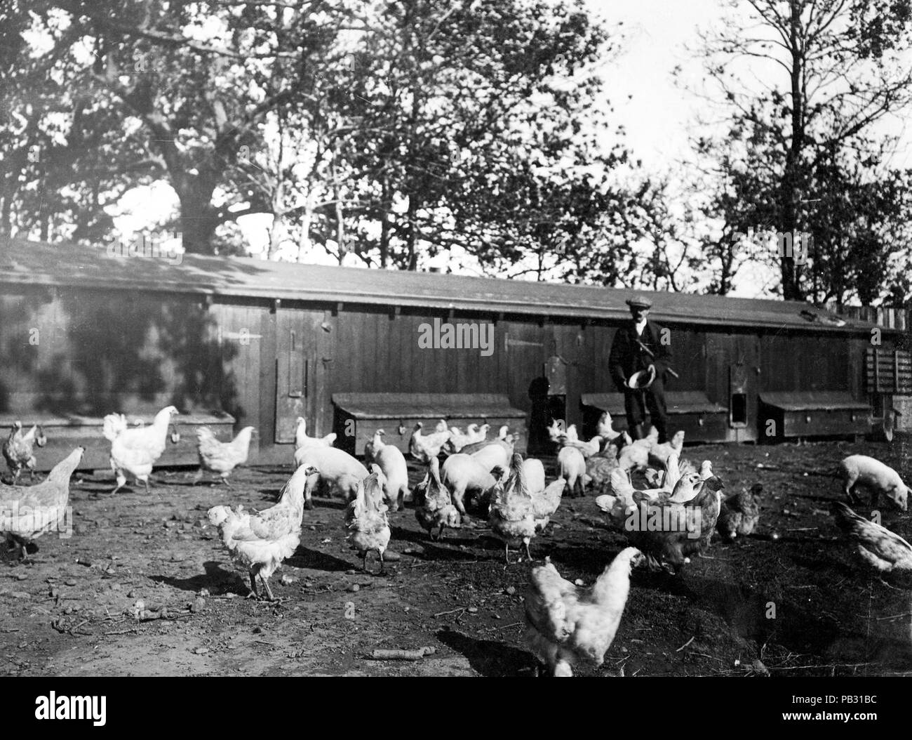 Official photograph taken on the British Western Front showing farm ...