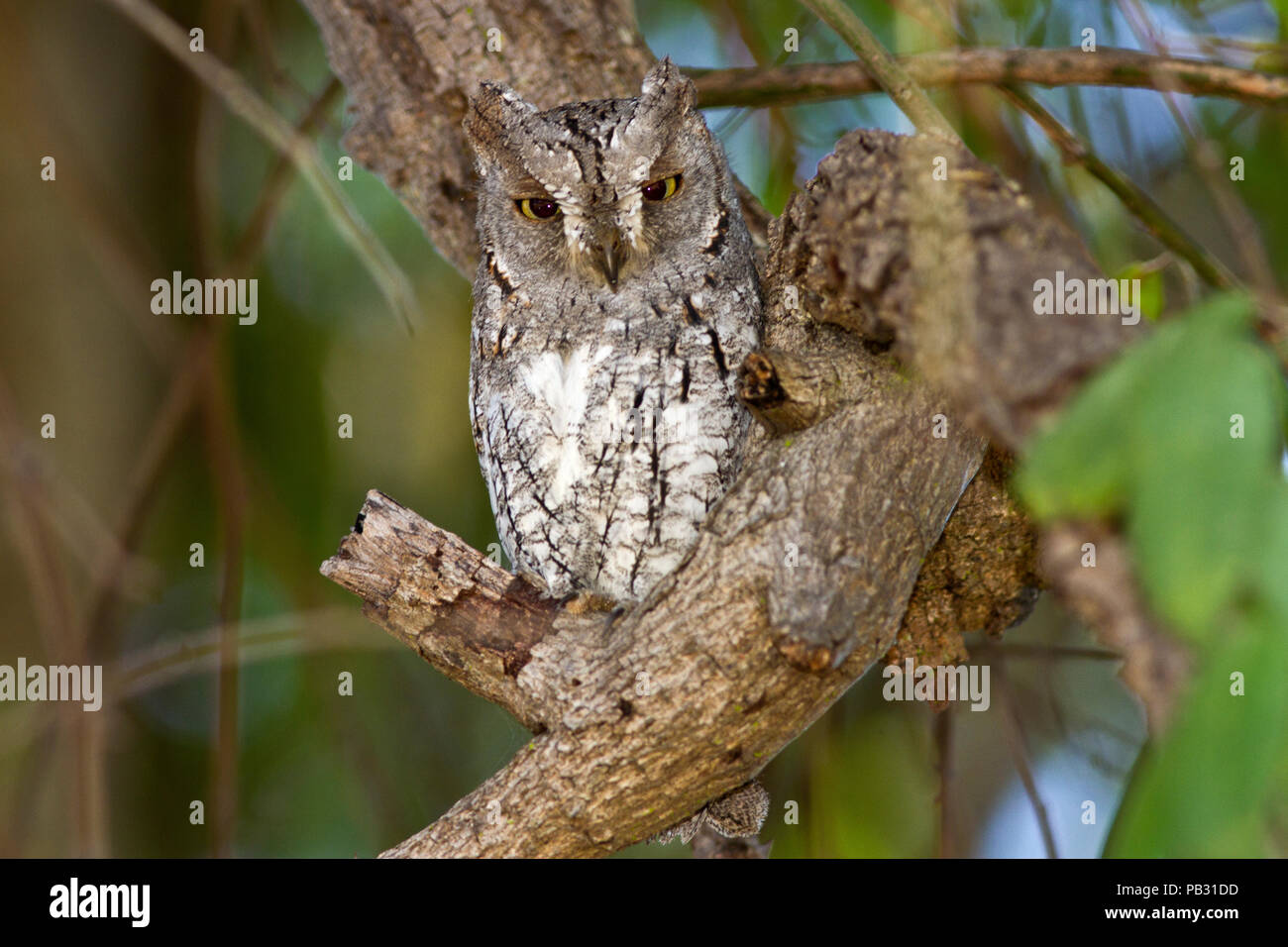 Skopsuil hi-res stock photography and images - Alamy