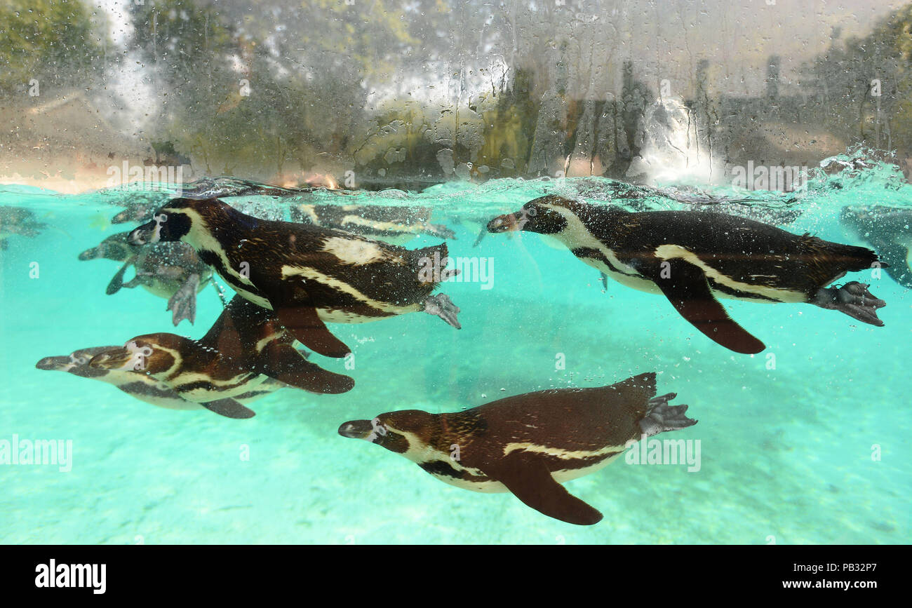 Penguin pool london zoo hi-res stock photography and images - Alamy
