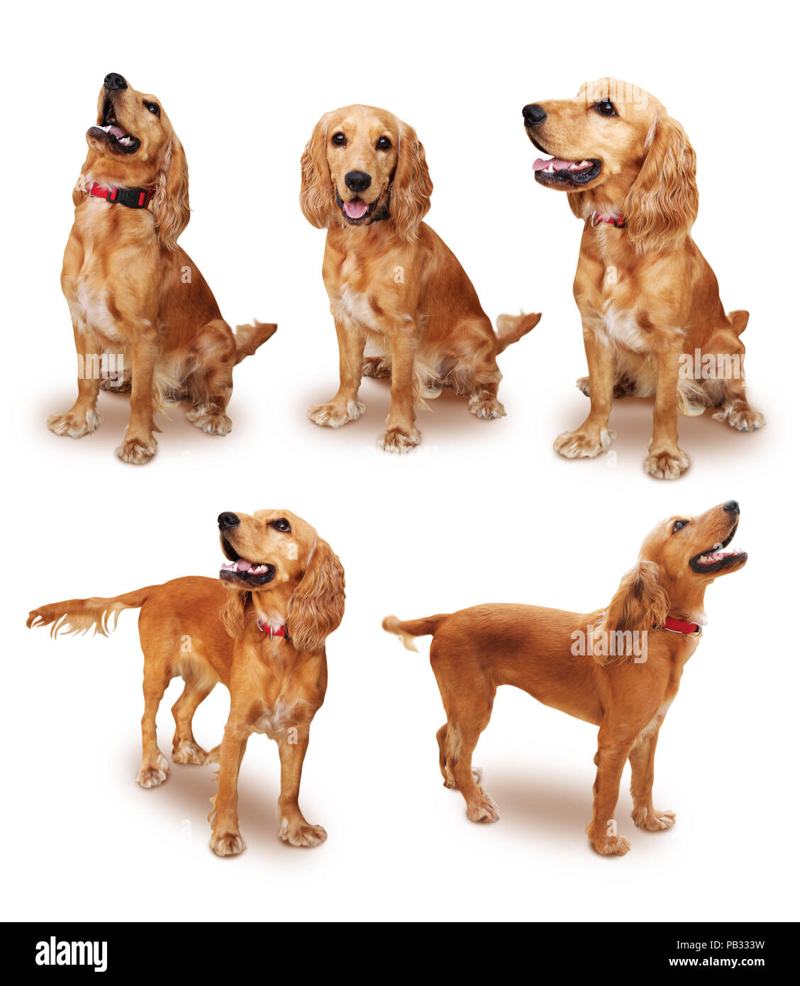 English cocker set with clipping path Stock Photo - Alamy