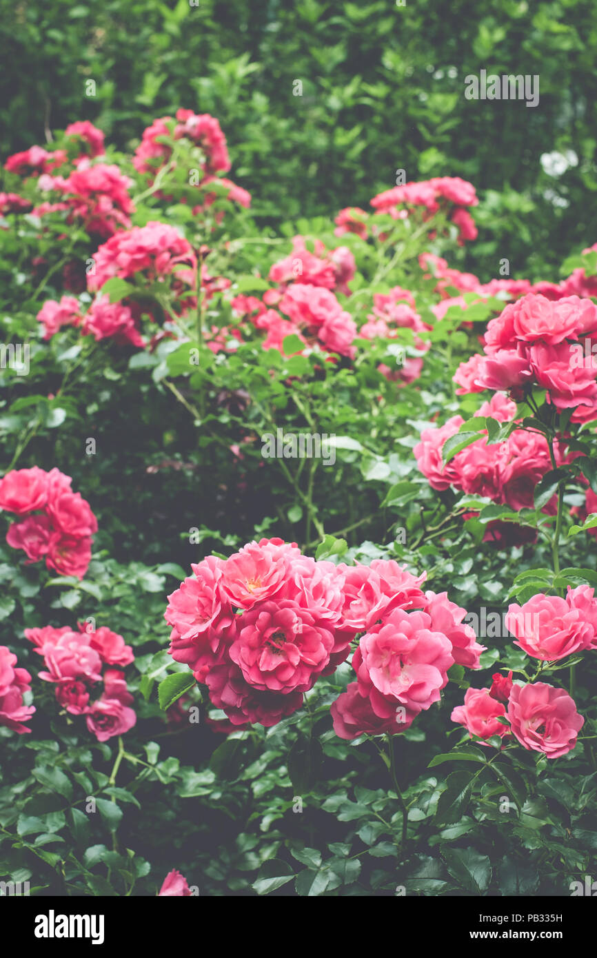 rose garden in bloom backdrops - springtime nature Stock Photo - Alamy
