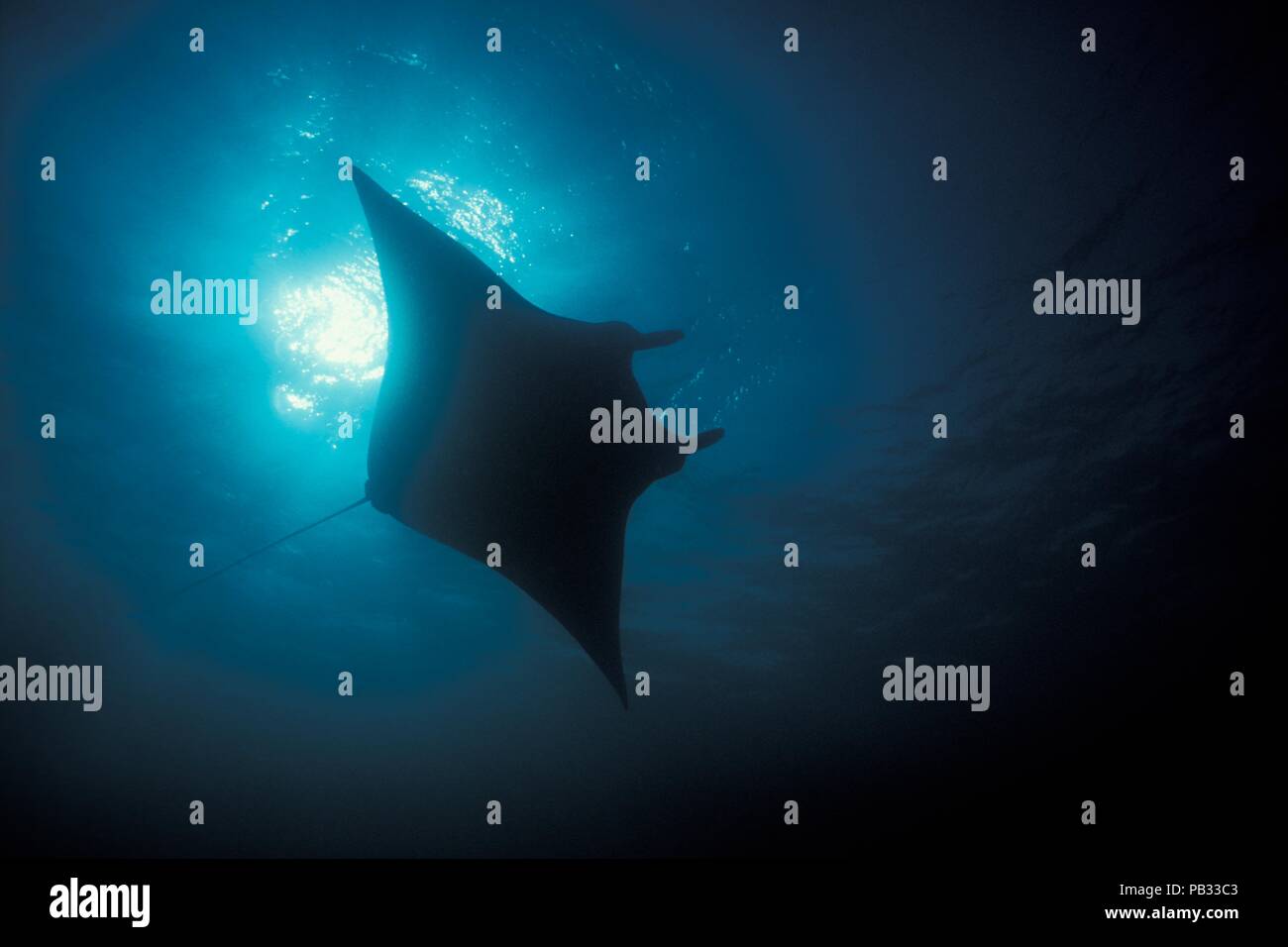 reef manta ray, Riffmanta, Mobula alfredi, Embudu, manta point ...