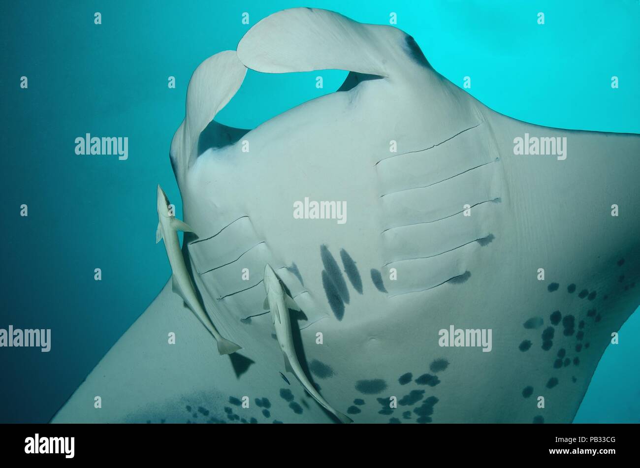 reef manta ray, Riffmanta, Mobula alfredi, Embudu, manta point ...