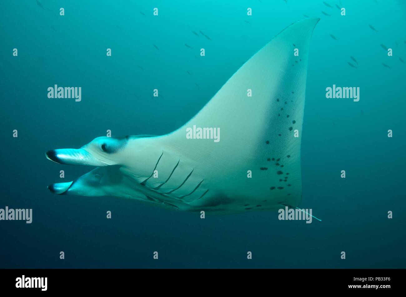 reef manta ray, Riffmanta, Mobula alfredi, Embudu, manta point ...