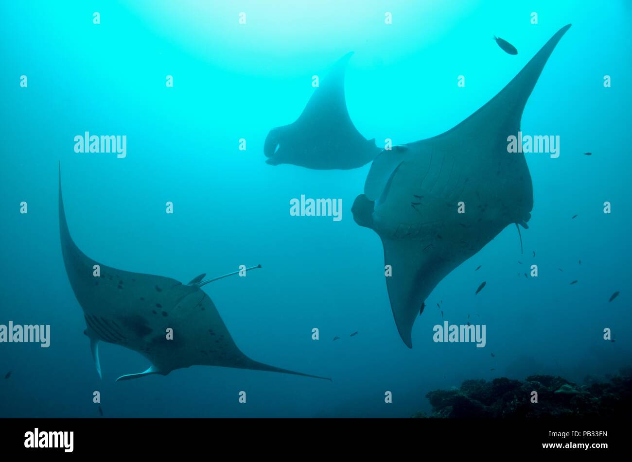 Malediven Manta High Resolution Stock Photography and Images - Alamy