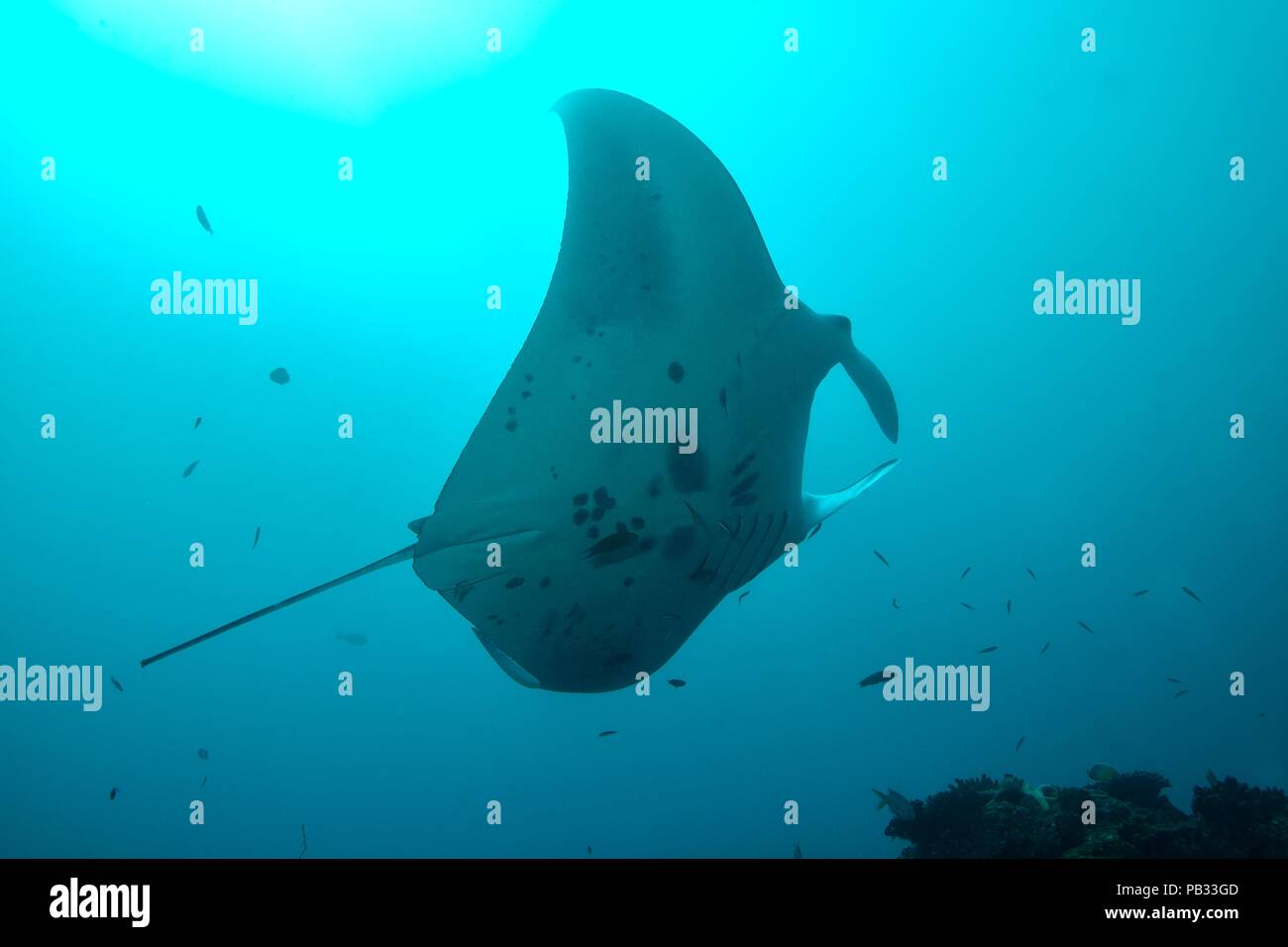 reef manta ray, Riffmanta, Mobula alfredi, Embudu, manta point ...