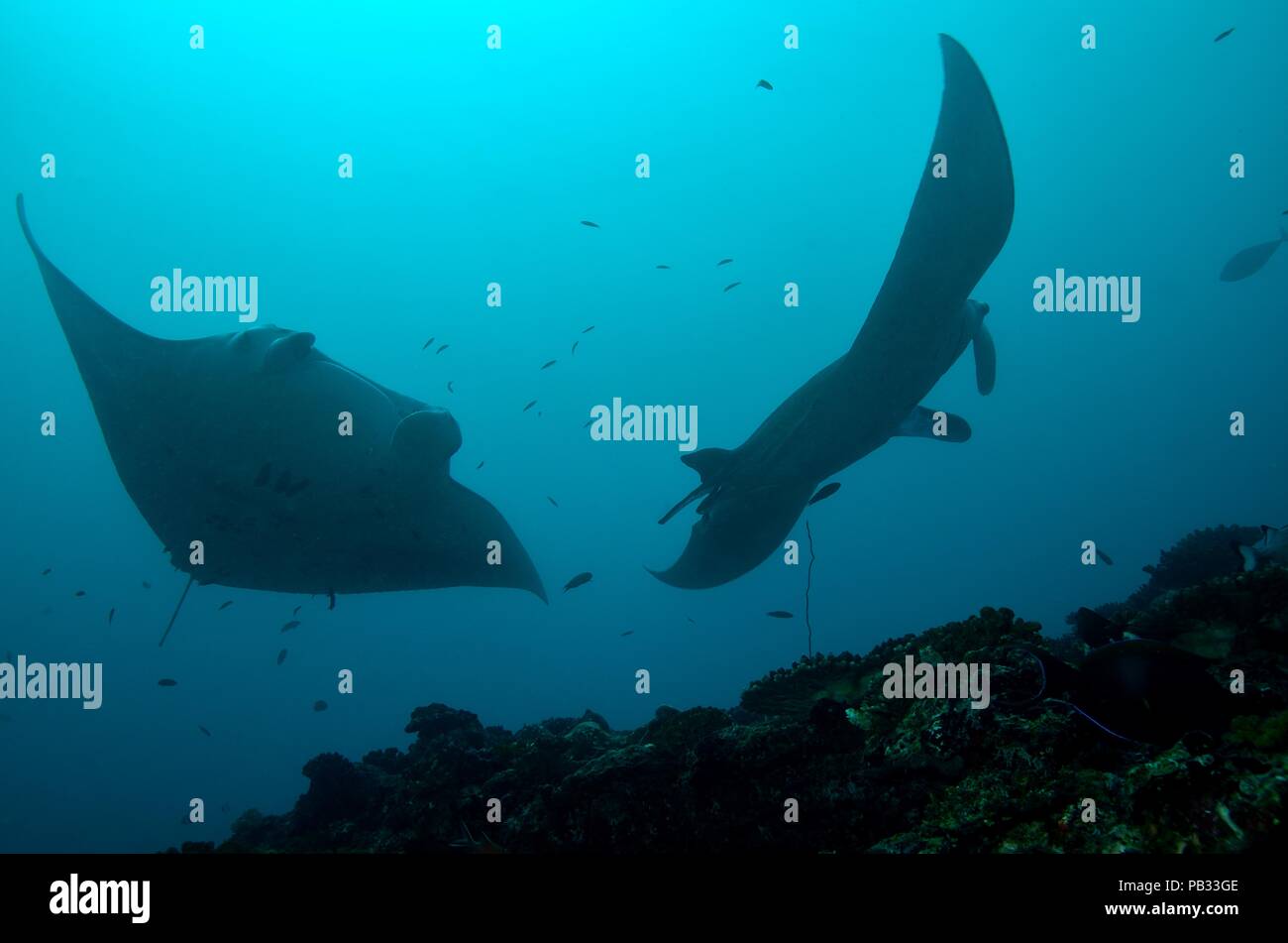 Manta malediven hi-res stock photography and images - Alamy