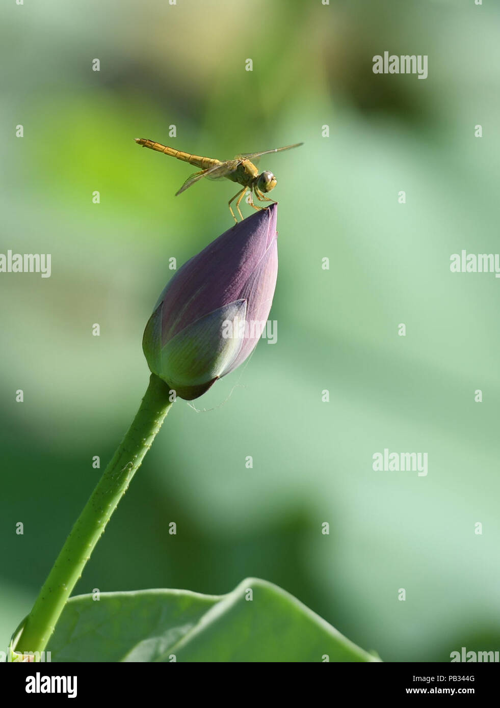 Yuncheng, China's Shanxi Province. 25th July, 2018. A dragonfly rests ...
