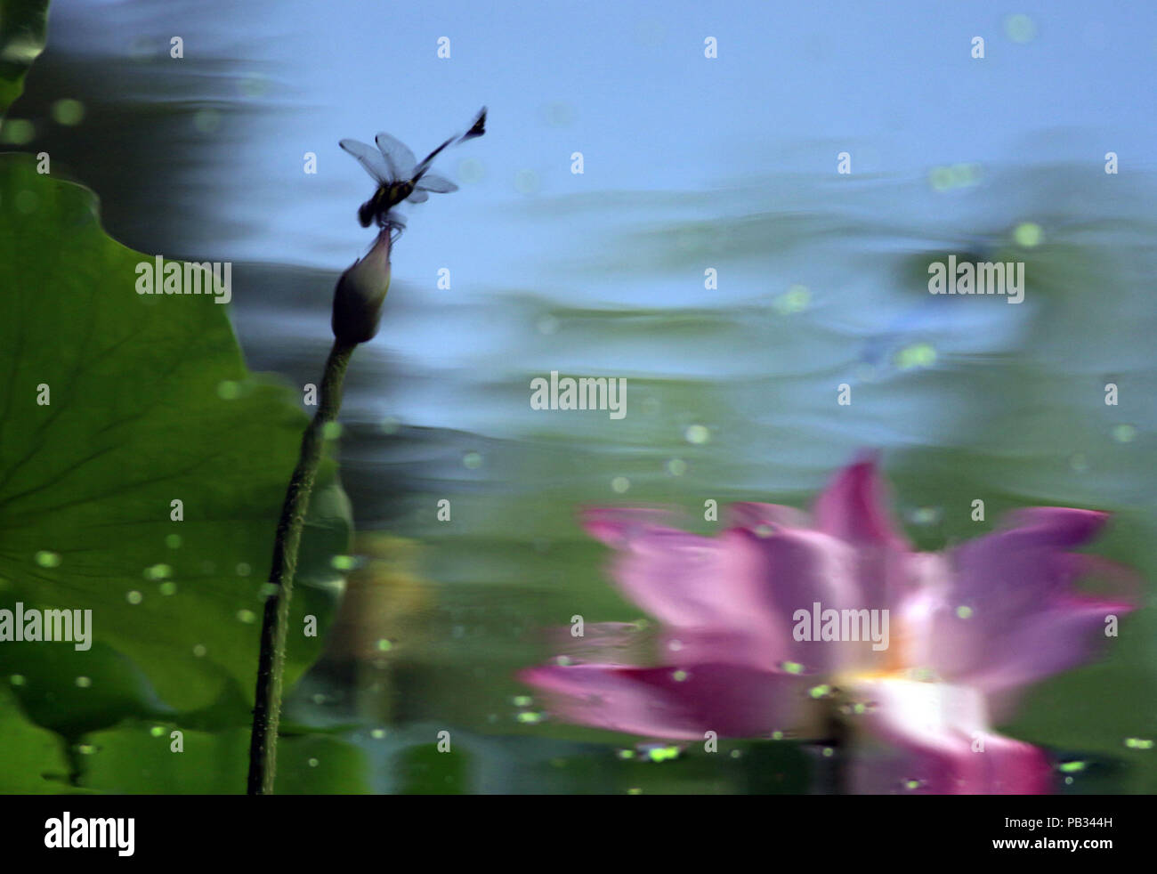 Inverted lotus flower hi-res stock photography and images - Alamy