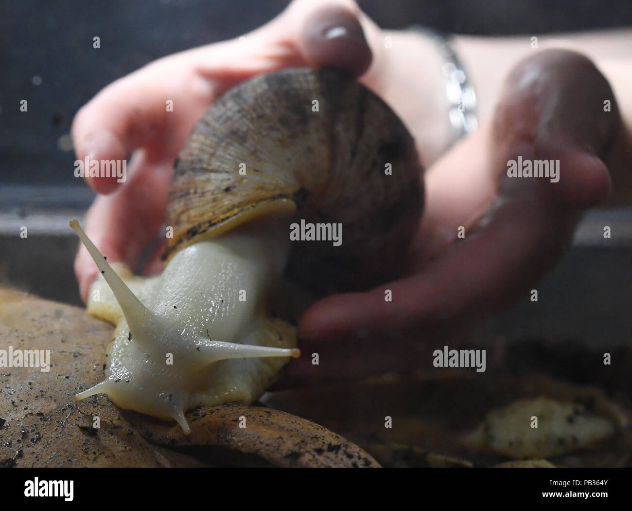25.07.2018, Berlin: An agate snail in the special exhibition "Urban ...