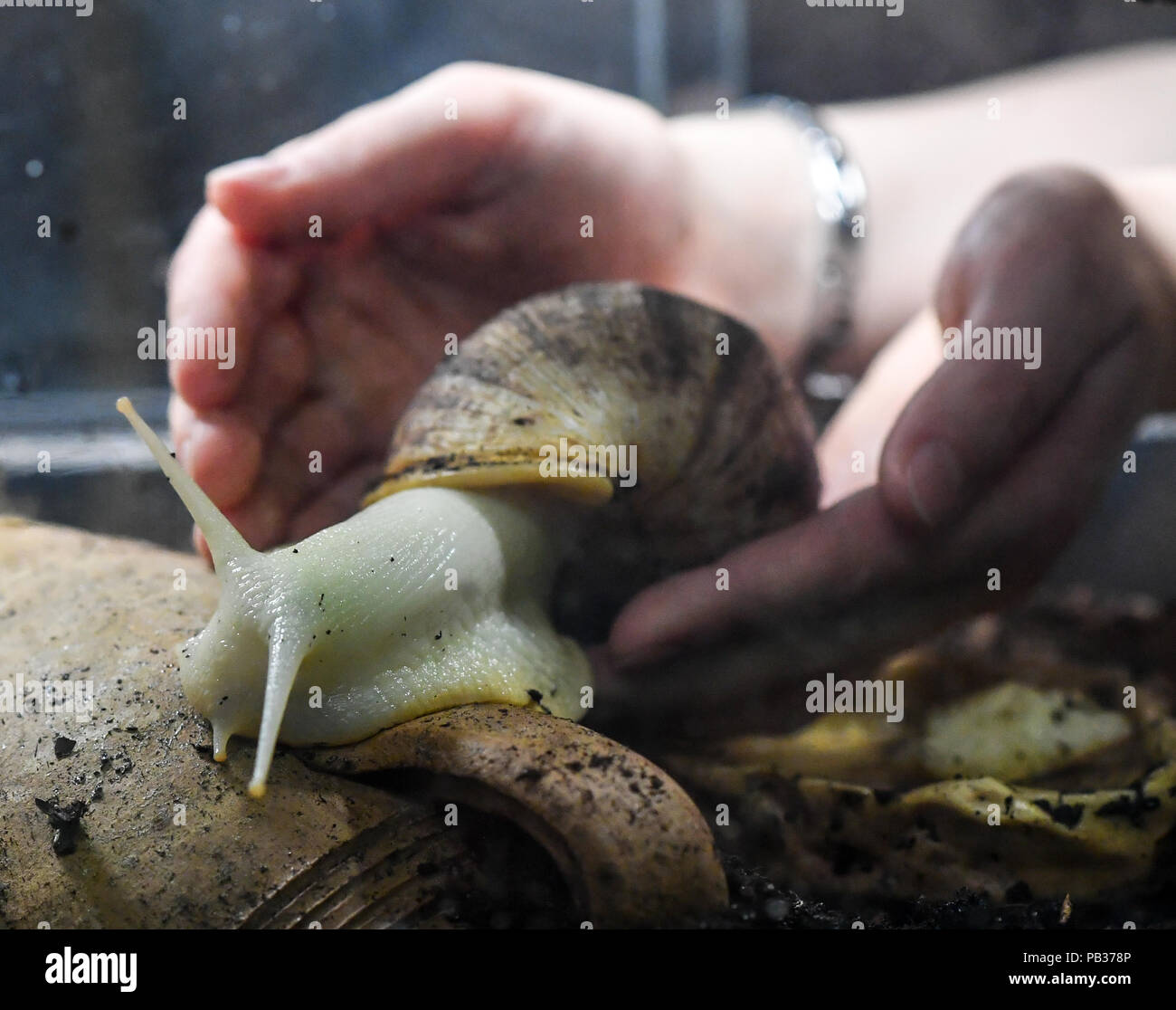 25 July 2018, Germany, Berlin: An agate snail in the special exhibition ...