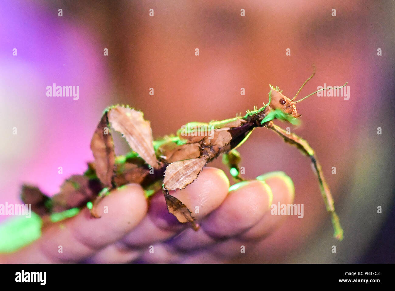 Berlin, Germany. 25th July, 2018. An Australian ghost insect in the ...