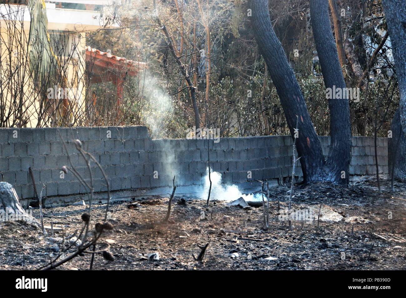 Athens, Greece. 25th July, 2018. Burnt up trees by the forest fire.The ...