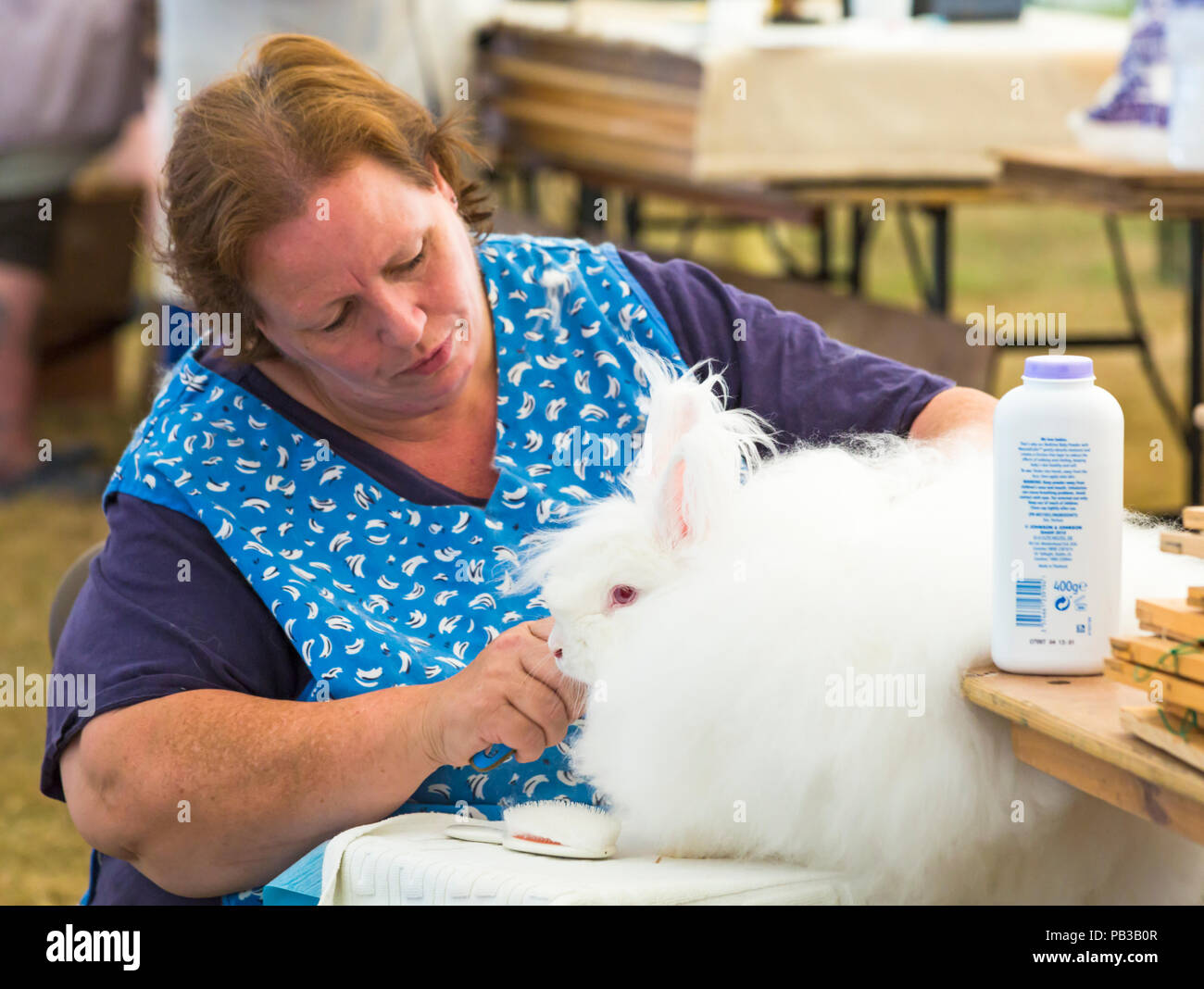 Angora rabbits hi-res stock photography and images - Alamy