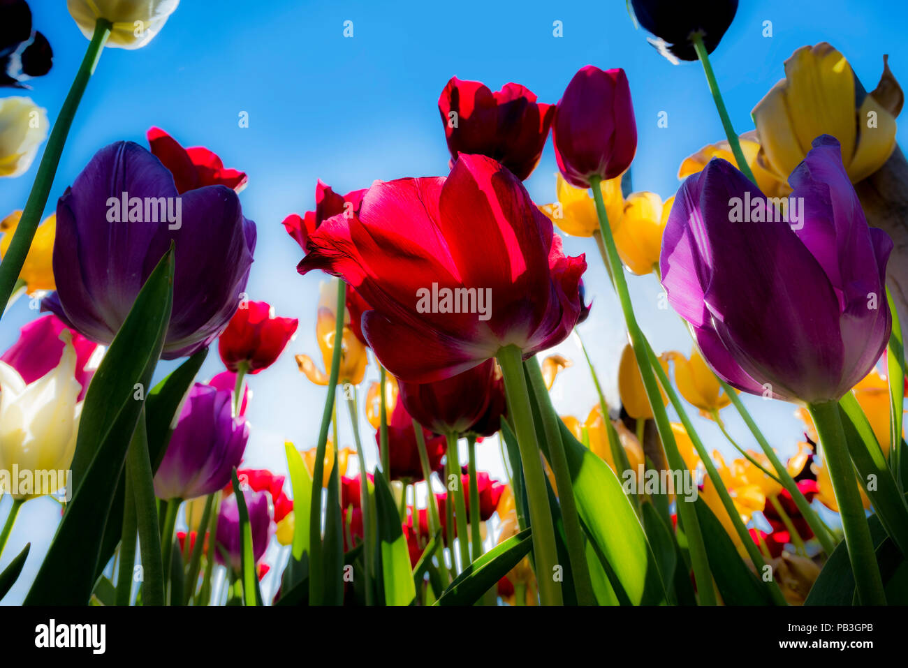 Bloomed tulips hi-res stock photography and images - Alamy Bloomed tulips hi-res stock photography and images - Alamy