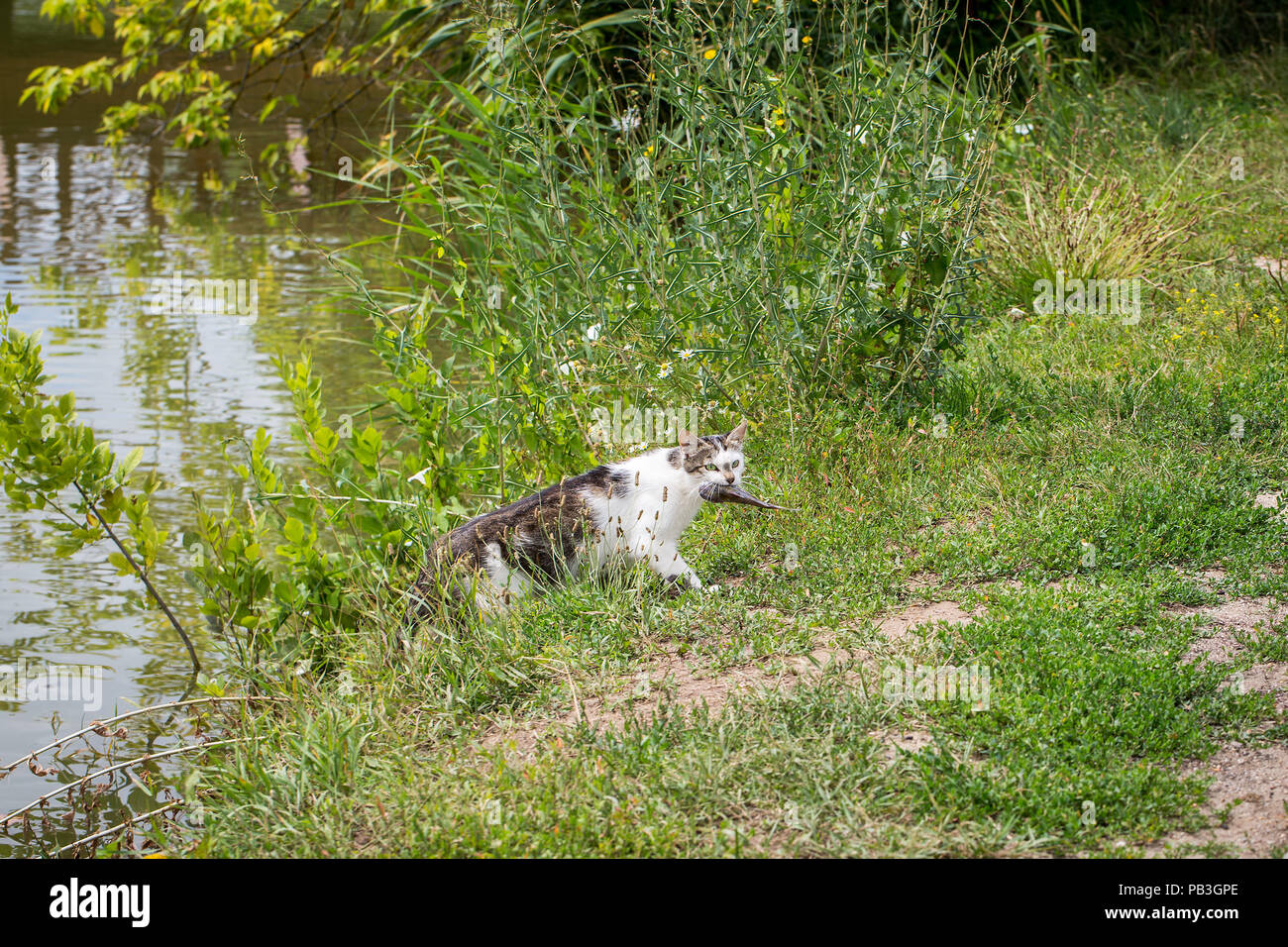 Fisher cat hi-res stock photography and images - Alamy