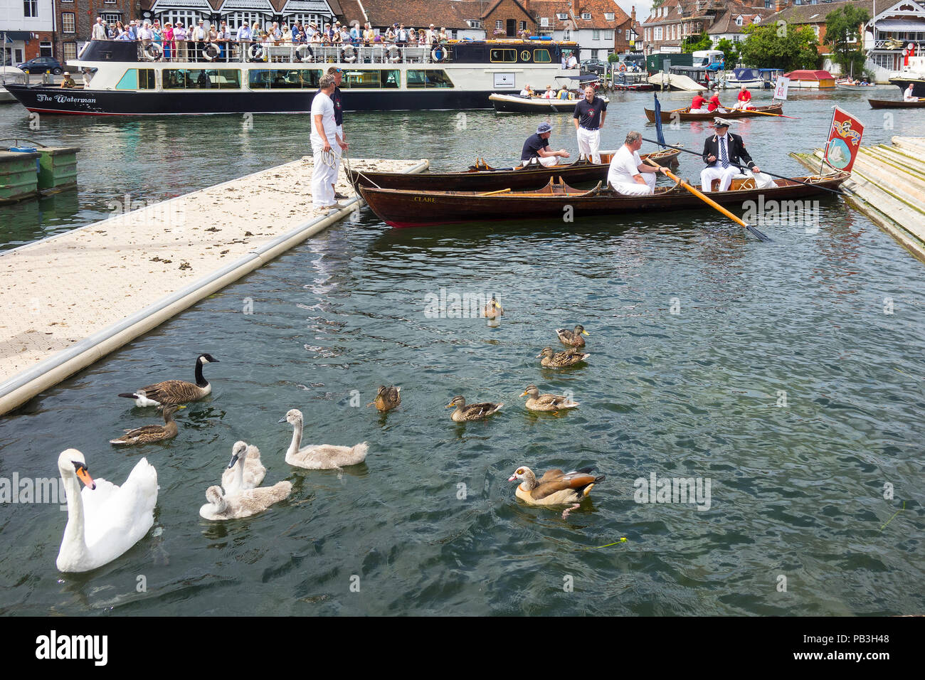 England, Oxfordshire, Henley, Swan Upping on River Thames, swan family ...