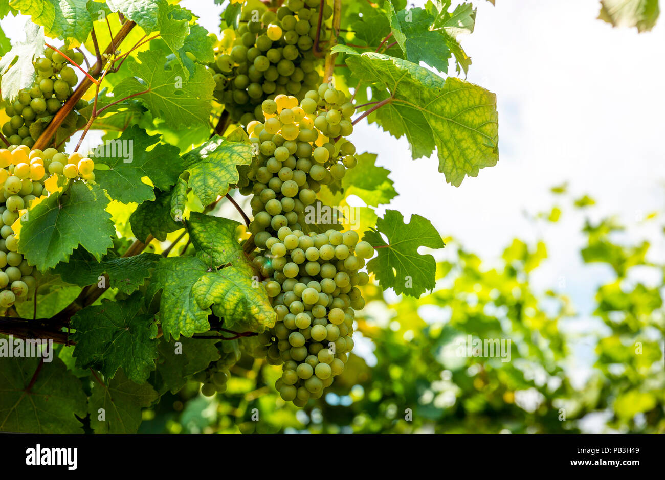 Grapes in vineyard in the Wachau, Austria. Europe Stock Photo - Alamy