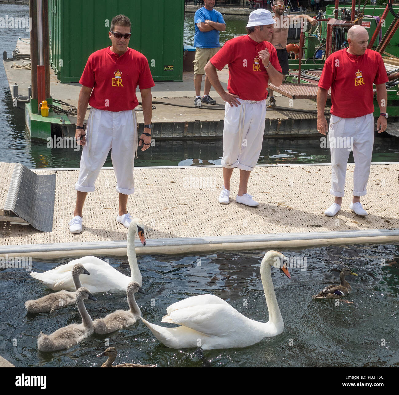 England, Oxfordshire, Henley, Swan Upping on River Thames, Swan family ...