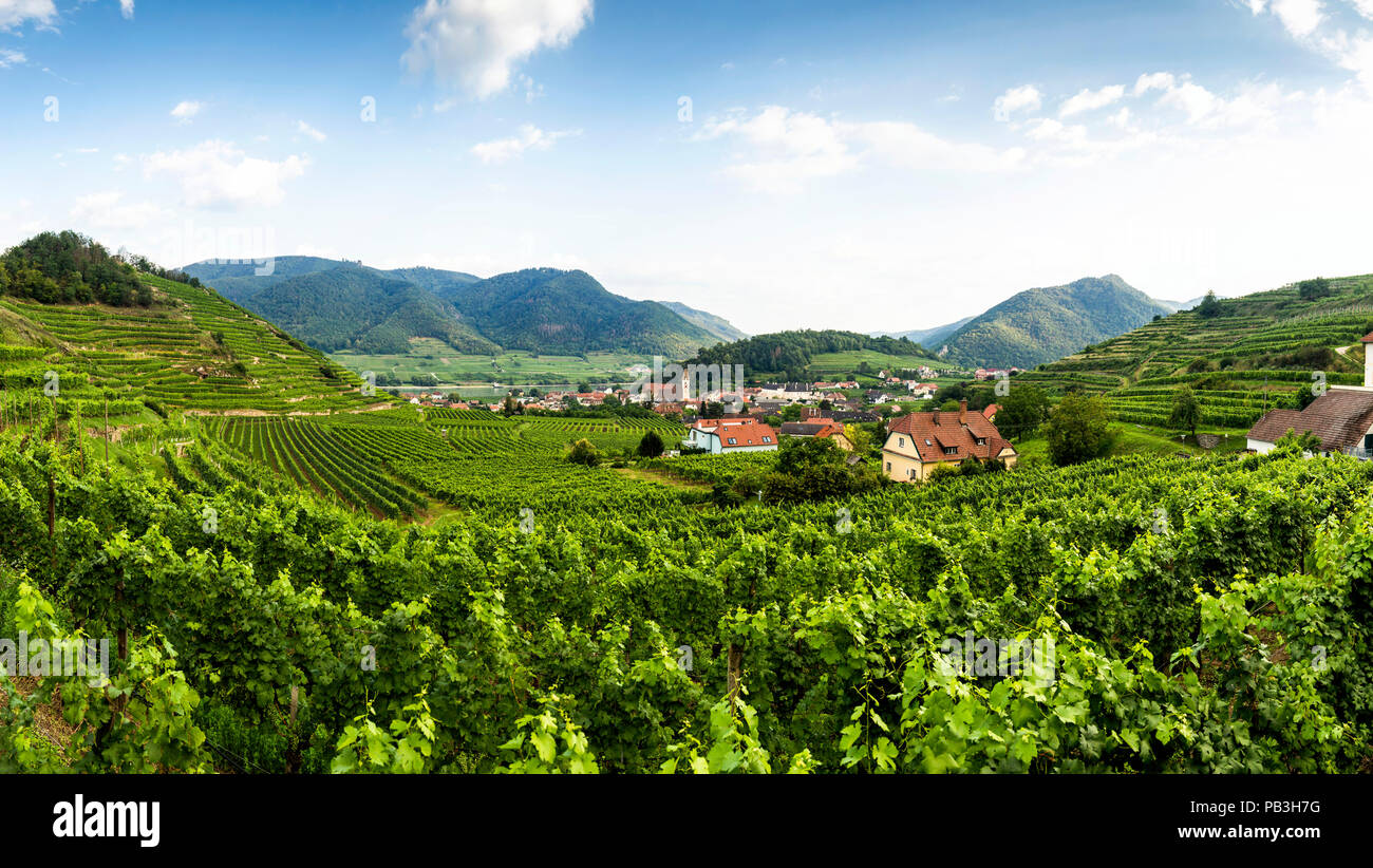 Scenic View into the Wachau with the river Danube. Spitz. Austria Stock ...