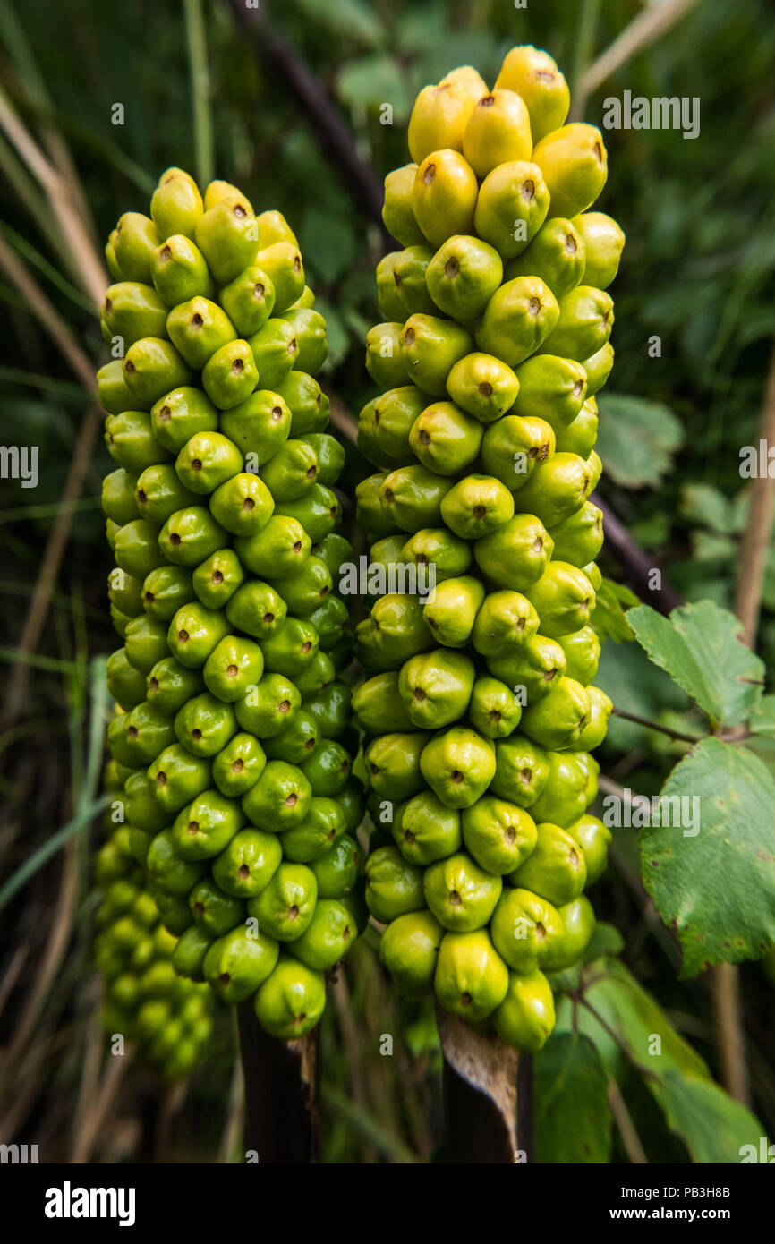 Nature vertical view of wild Arum italicum flower berries herbaceous ...