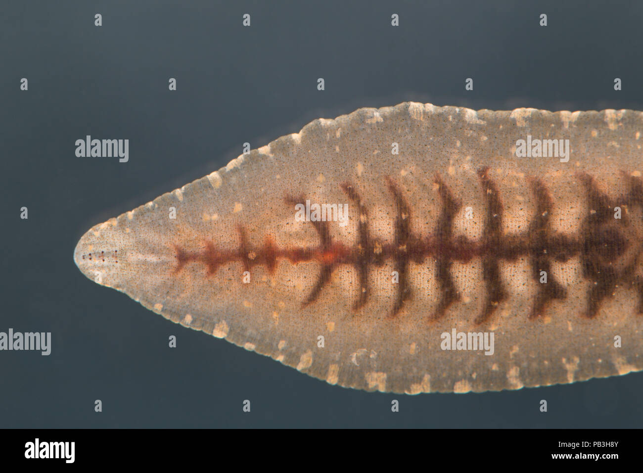 Aquatic Leech High Resolution Stock Photography and Images - Alamy