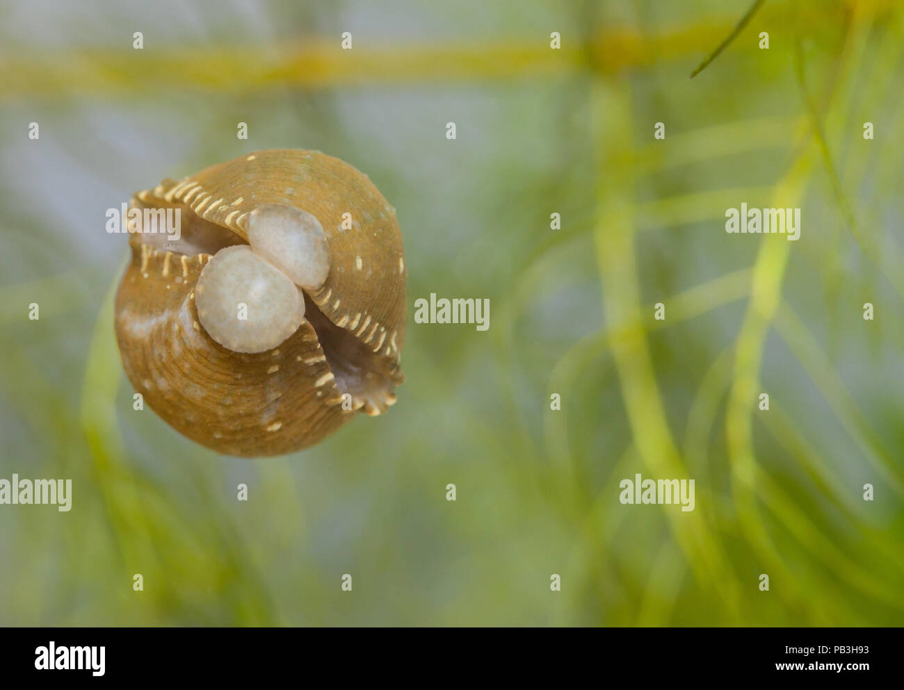 Leech life hi-res stock photography and images - Alamy