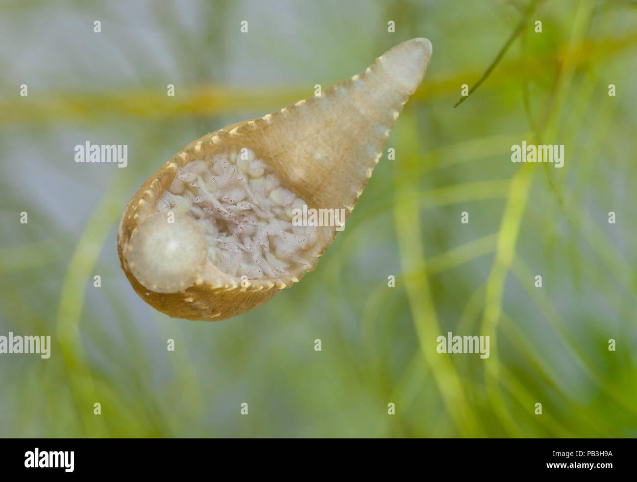 Aquatic leech hi-res stock photography and images - Alamy
