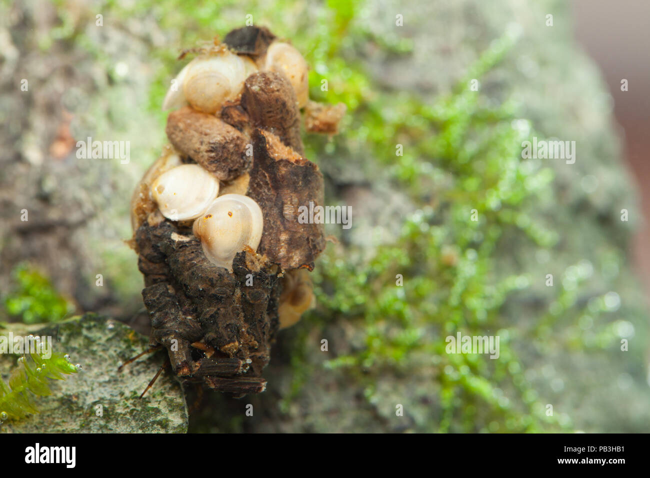 Caddisfly larvae limnephilus hi-res stock photography and images - Alamy