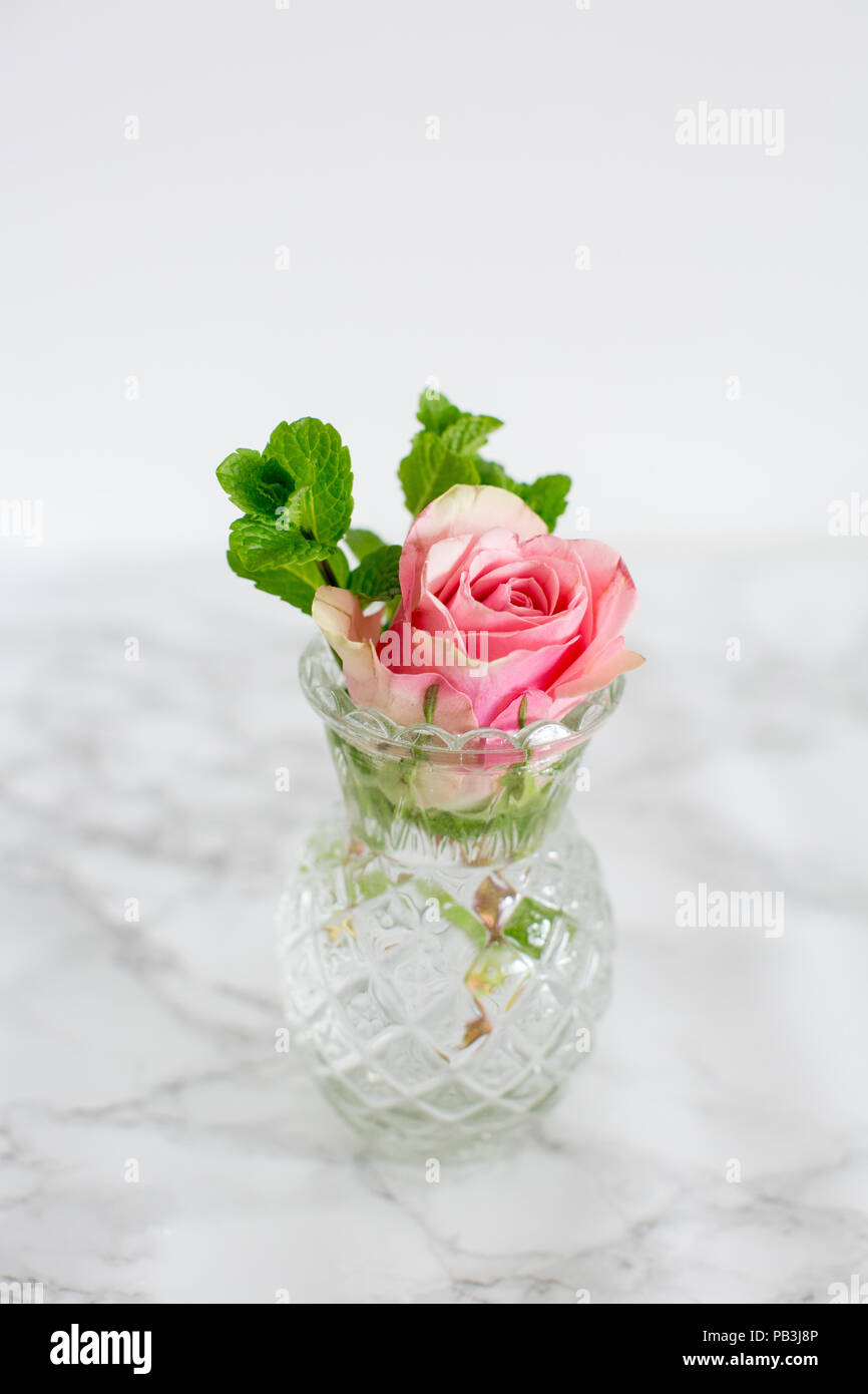 Vase shaped plant hi-res stock photography and images - Alamy
