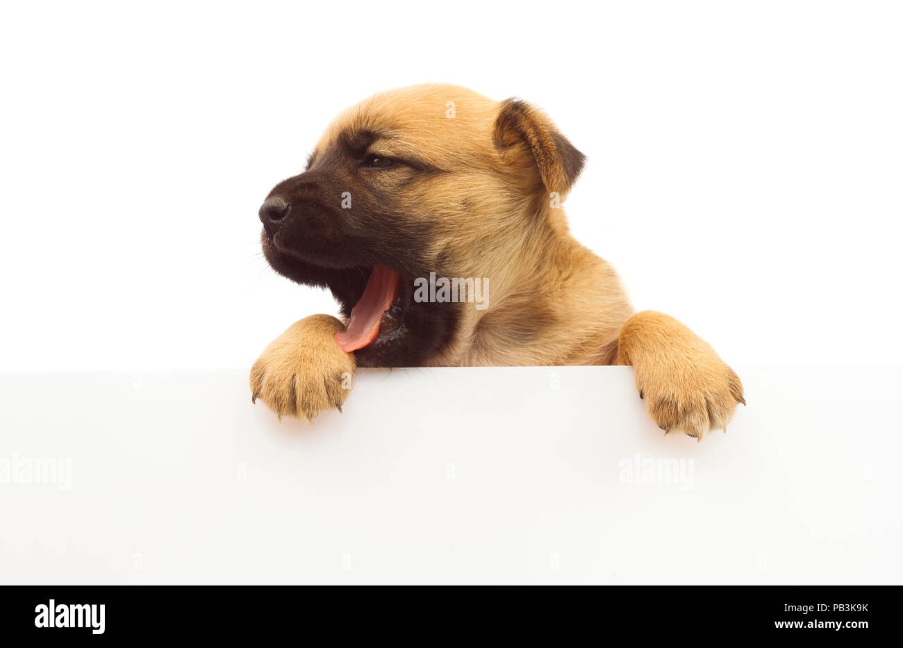 Puppy yawning hi-res stock photography and images - Alamy