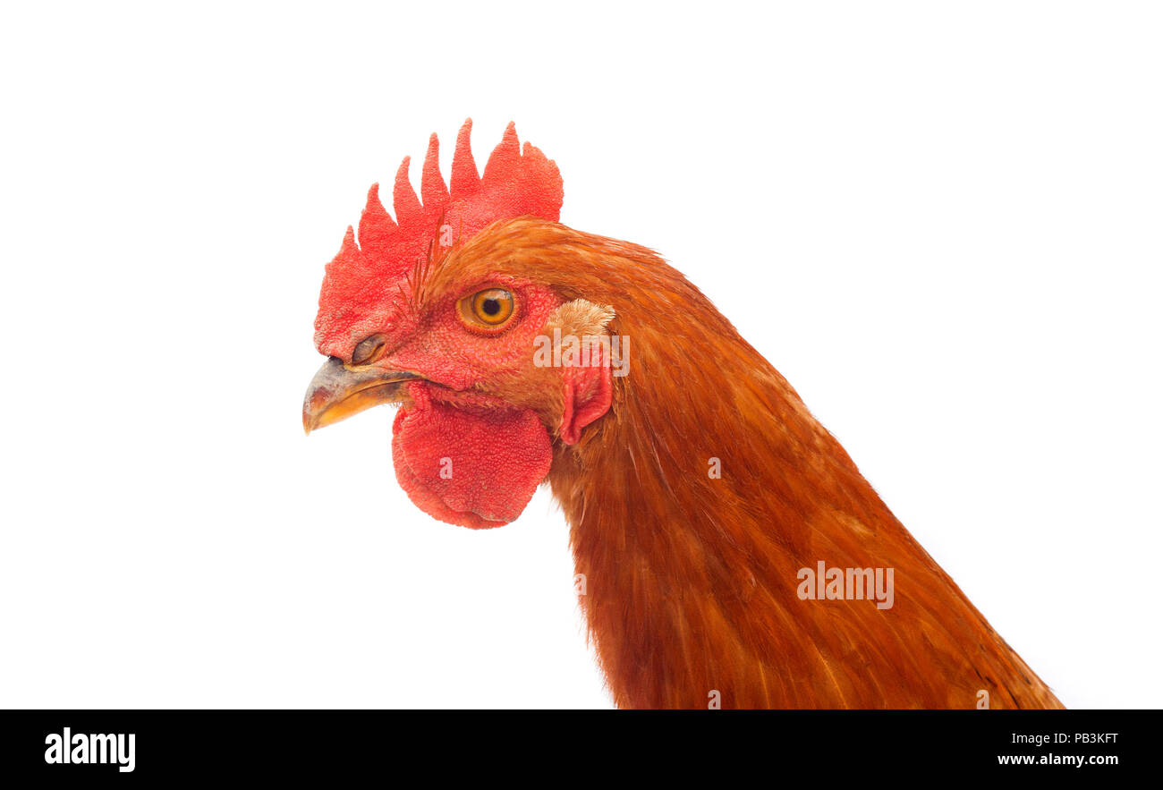 head of rooster chicken looking at camera Stock Photo - Alamy