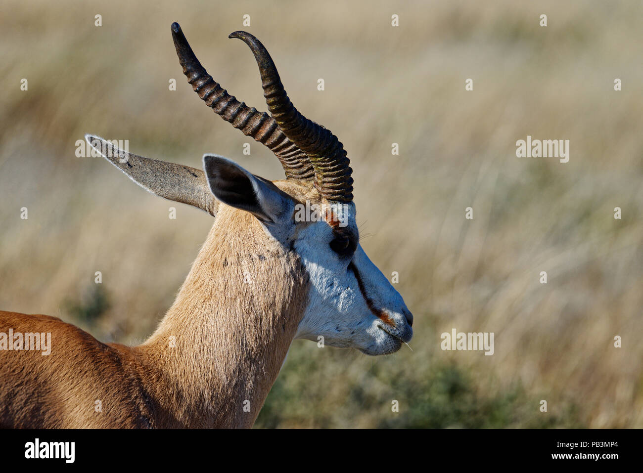 Springbok running hi-res stock photography and images - Alamy