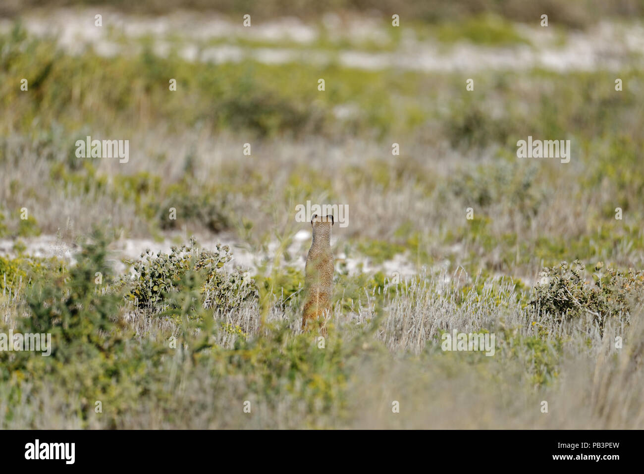 Mongoose burrow hi-res stock photography and images - Alamy