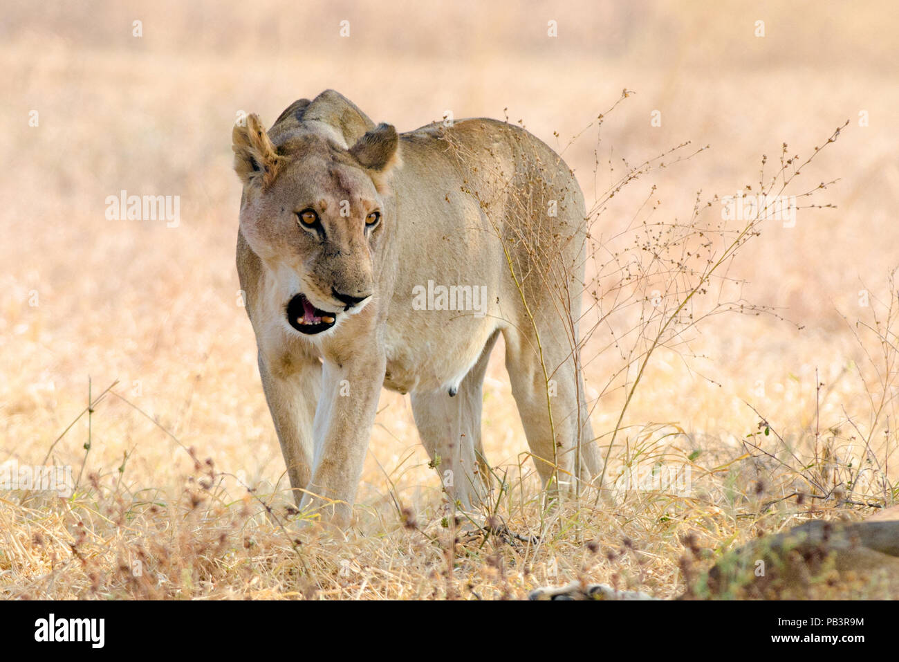 Lion attacking prey hi-res stock photography and images - Alamy