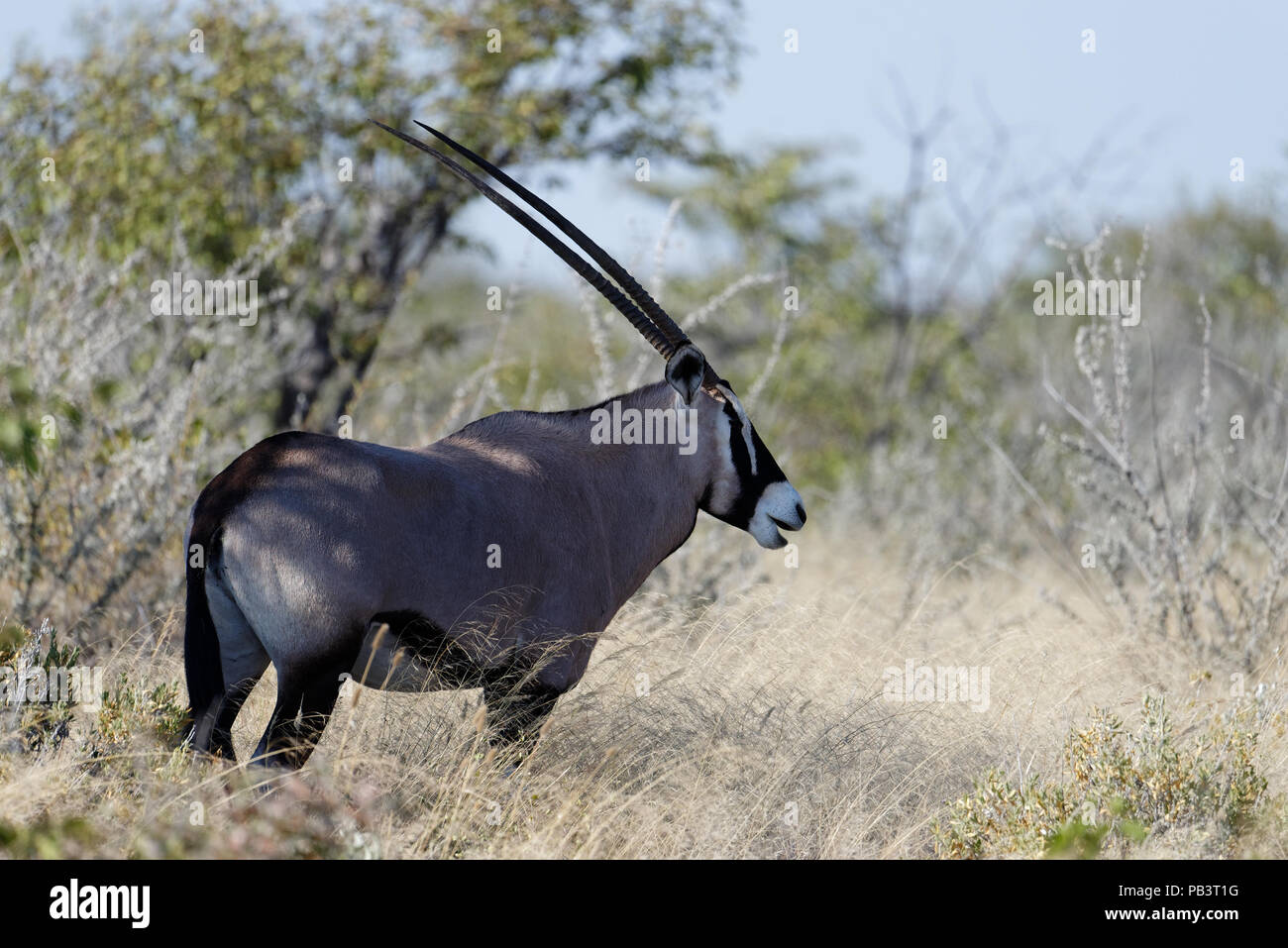 Male with slightly open mouth hi-res stock photography and images - Alamy