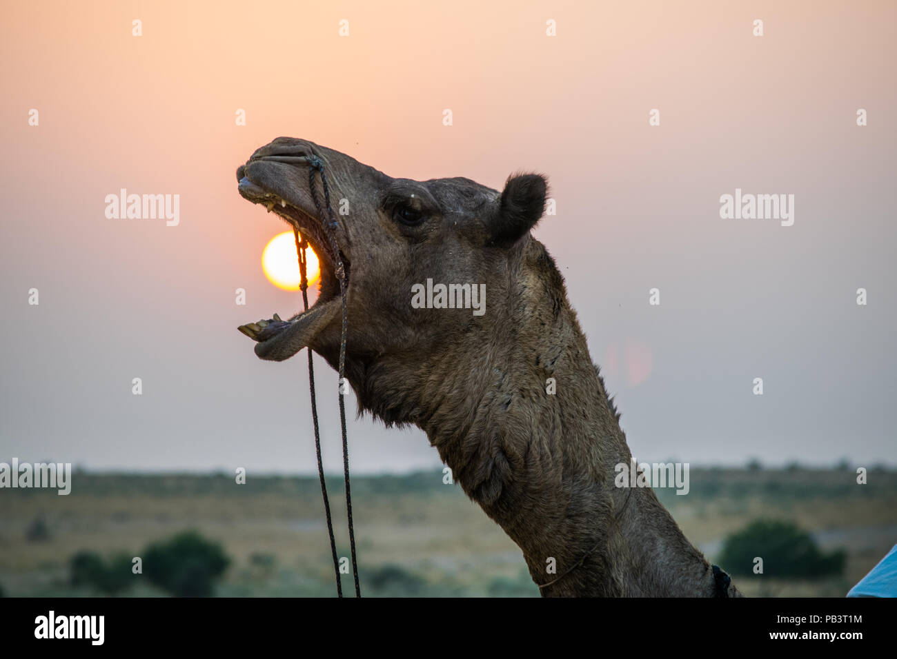 Camel with setting sun hi-res stock photography and images - Alamy